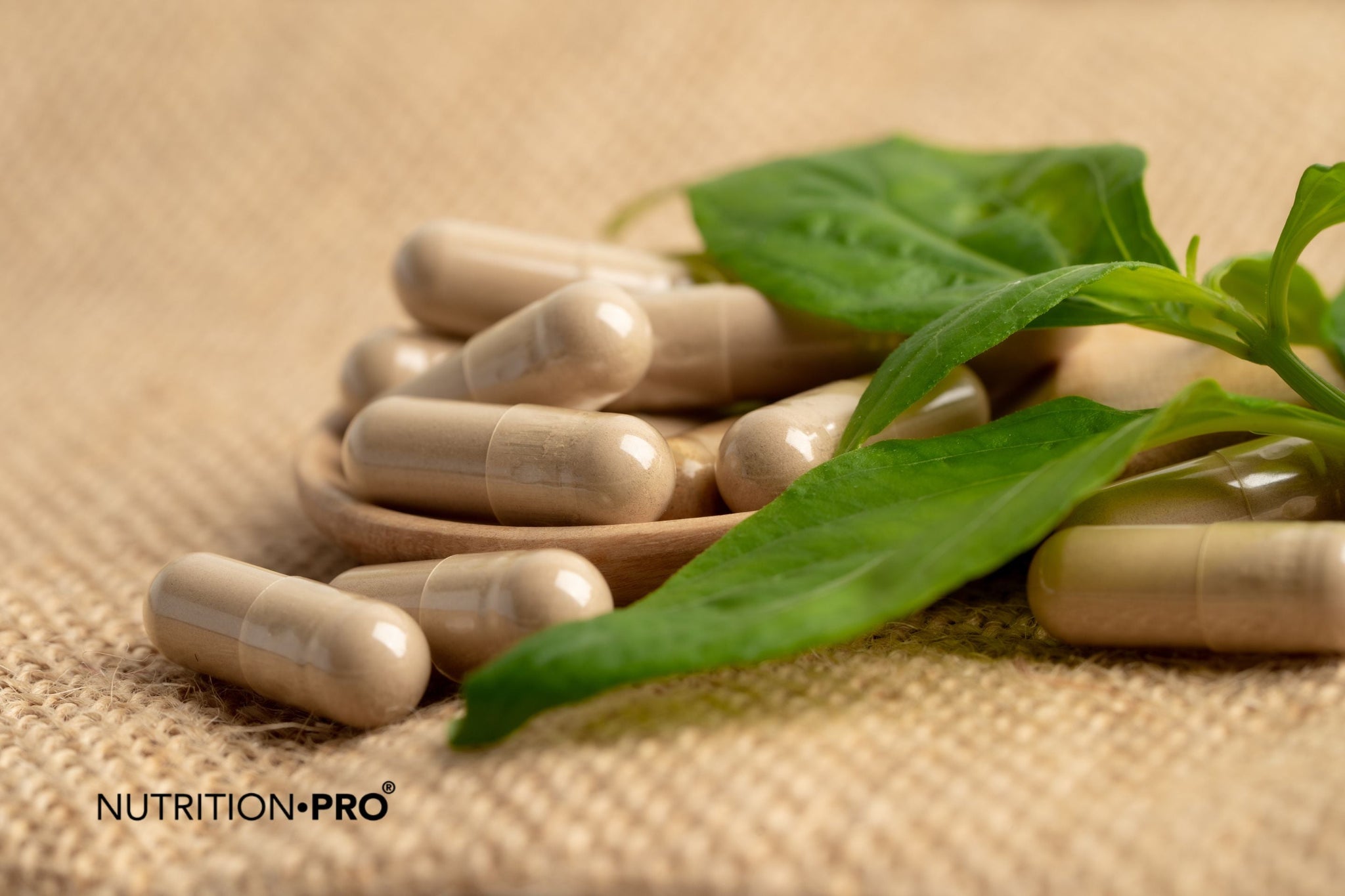 Konjac et transit : effet fibres sur constipation et confort digestif